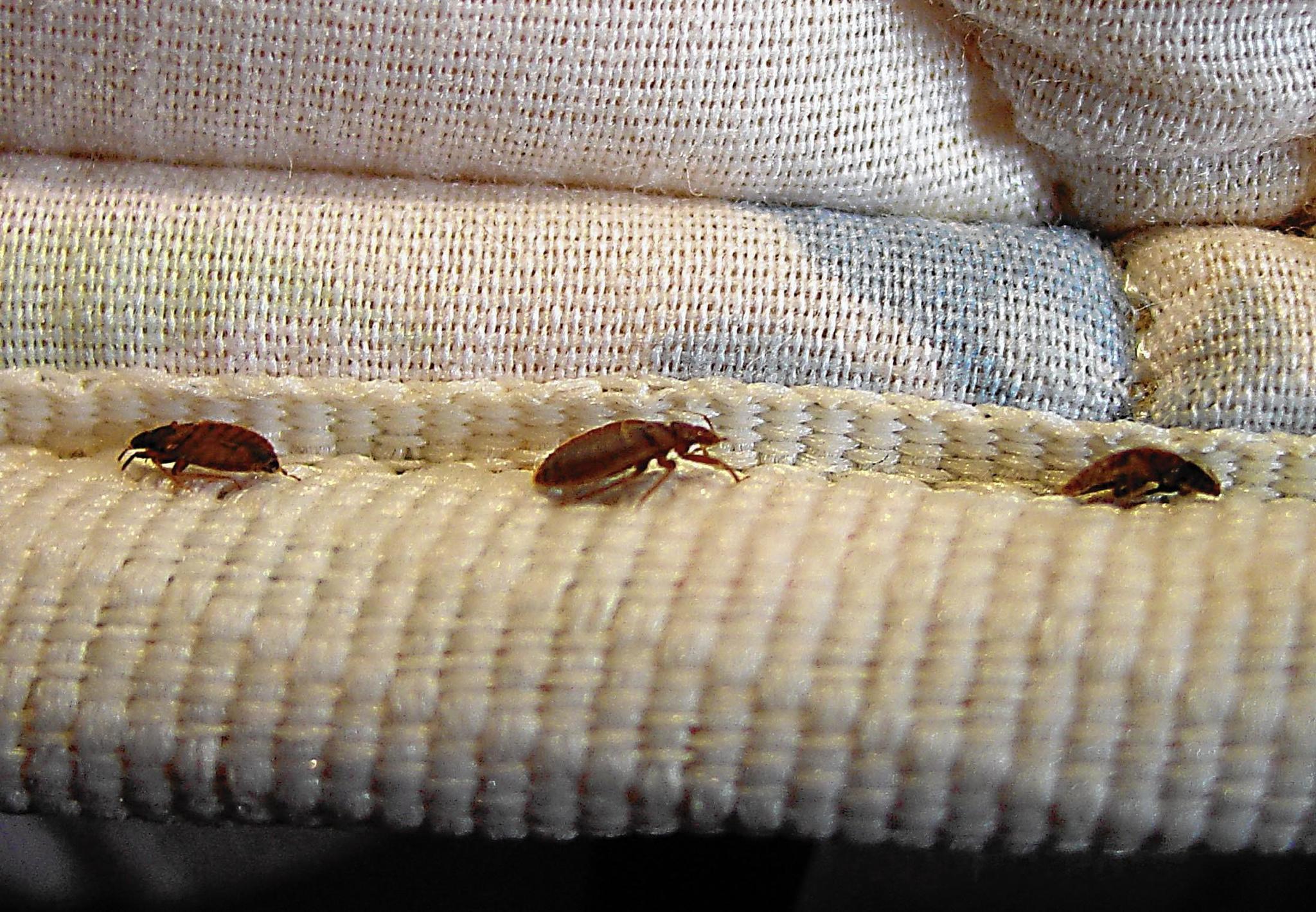 New York Bed Bug Settlement Victory - The Law Offices of Effie Soter, P.C.